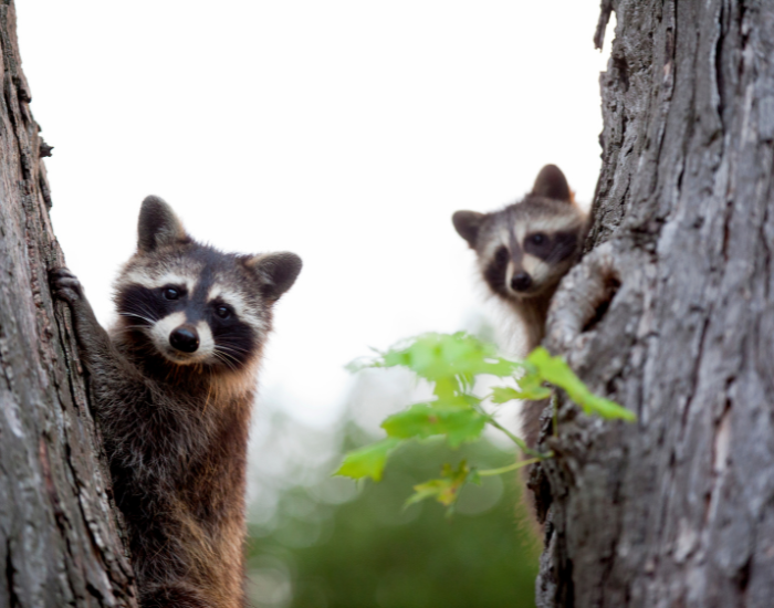 12 Amazing Nocturnal Animals: Night Creatures — Wildlife Nomads