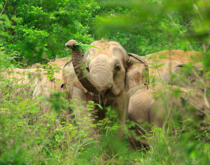 Asian Elephants: 12 Facts You Should Know — Wildlife Nomads