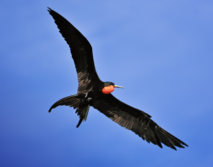 Fastest Birds in the World: Top 12 Record Holders — Wildlife Nomads