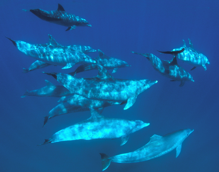 20 Fascinating Facts About Dolphins You Didn’t Know — Wildlife Nomads