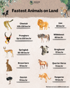 Top 10 Fastest Animals on Land — Wildlife Nomads