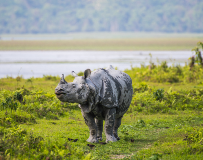 Animals of India: Discover the Wildlife of the Subcontinent — Wildlife ...