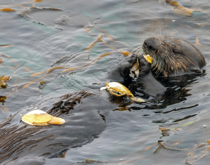 Animals of California: Iconic Wildlife & Where to See Them — Wildlife ...