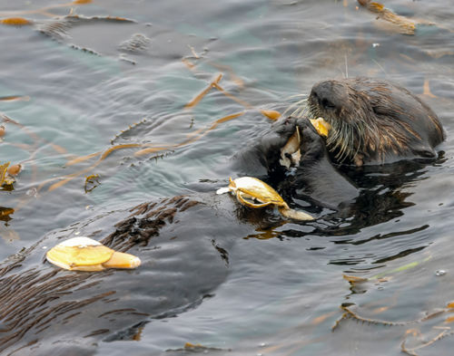 Animals of California: Iconic Wildlife & Where to See Them — Wildlife ...