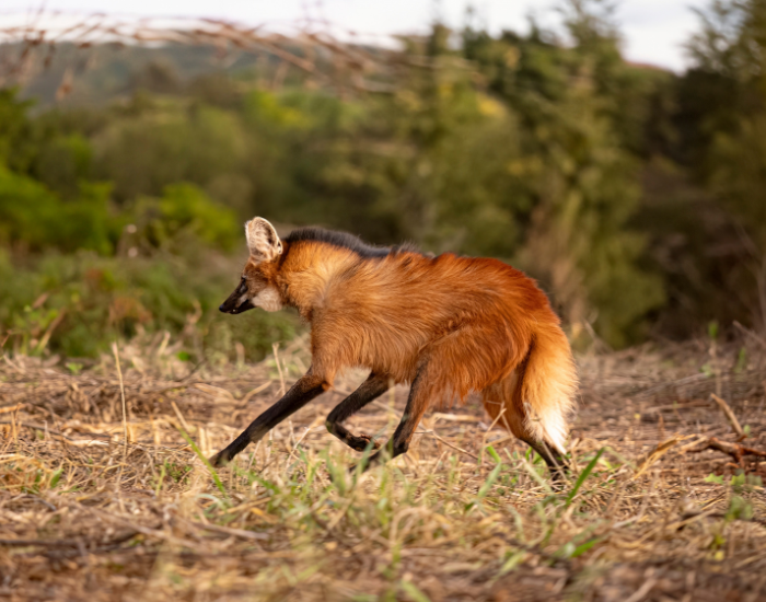 Iconic Animals in Argentina | Native Wildlife Guide — Wildlife Nomads