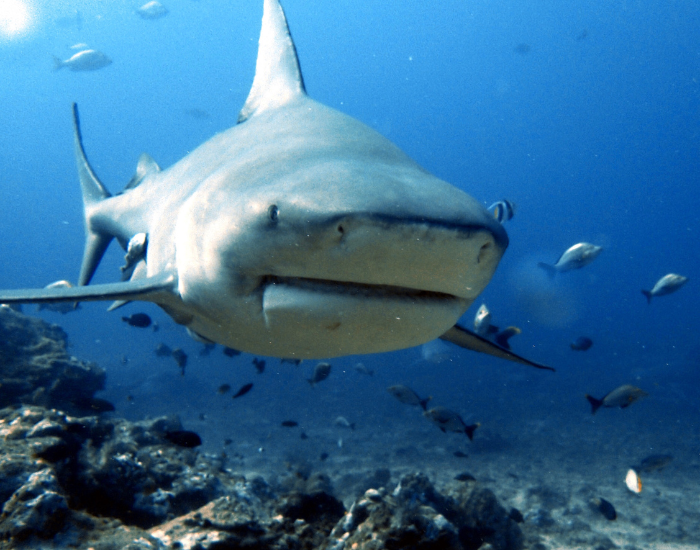 Bull Sharks: 12 Interesting Facts to Know Them Better — Wildlife Nomads