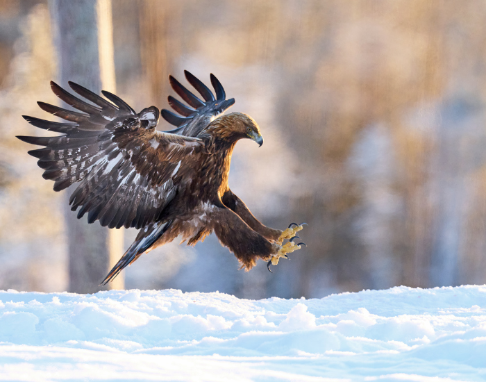 Fastest Birds in the World: Top 12 Record Holders — Wildlife Nomads
