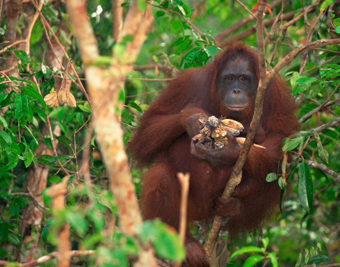 Top 12 Smartest Animals: Most Intelligent Creatures on Earth — Wildlife ...