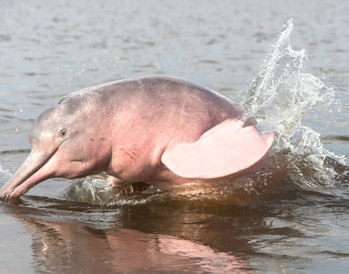 Amazon River Dolphins: 12 Fascinating Pink Facts — Wildlife Nomads