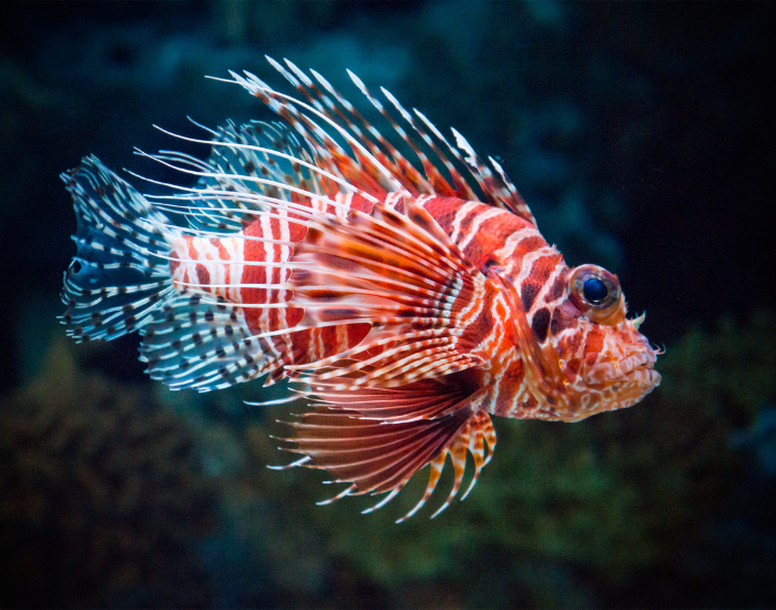 The 10 Most Dangerous Sea Animals: Survival in the Deep Ocean ...