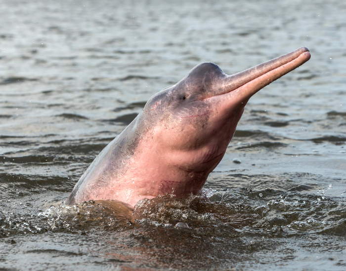 12 Unique Animals of Peru You Need to know — Wildlife Nomads