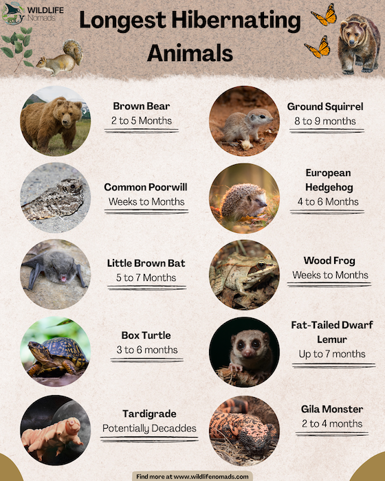 10 Animal Hibernators | What Is Hibernation? — Wildlife Nomads