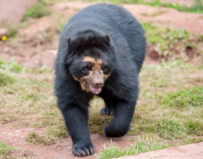 Spectacled Bears | 12 Amazing Facts — Wildlife Nomads