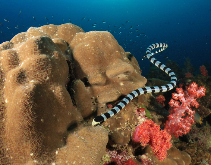 10 Surprising Facts About Sea Snakes — Wildlife Nomads