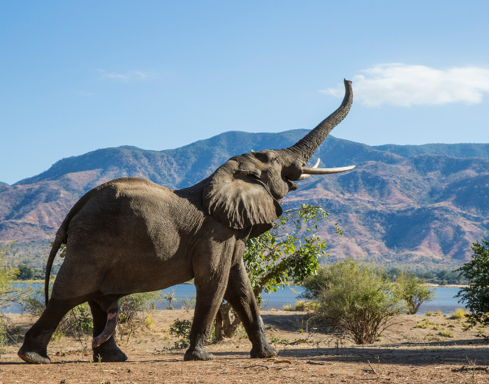 Top 15: Strongest Animals in the World — Wildlife Nomads