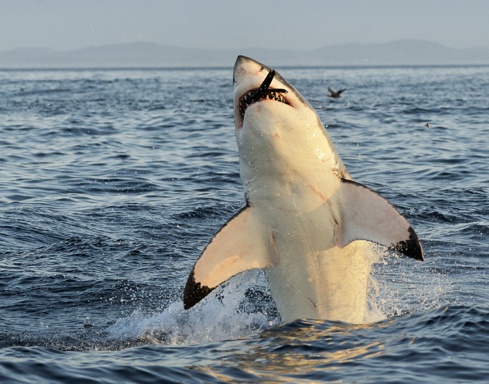 The 10 Most Dangerous Sea Animals: Survival in the Deep Ocean ...