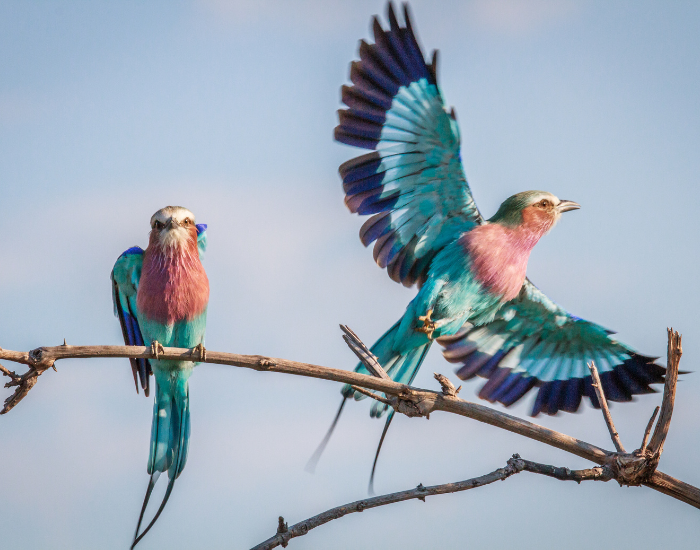 Animals of Kenya: Iconic Wildlife & Where to See Them — Wildlife Nomads