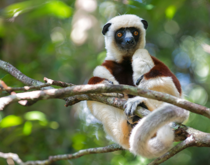 Wildlife of Madagascar: Discover the Island’s Iconic Animals — Wildlife ...