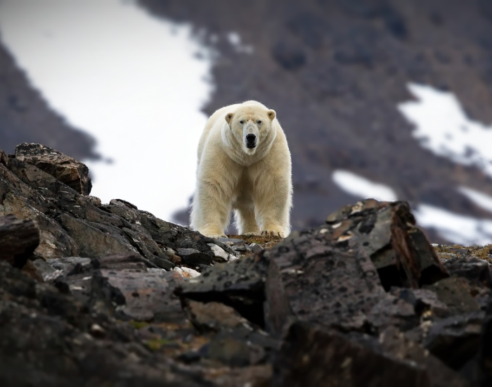 Discover the Wild Fauna of Europe — Wildlife Nomads