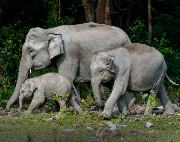 Asian Elephants: 12 Facts You Should Know — Wildlife Nomads