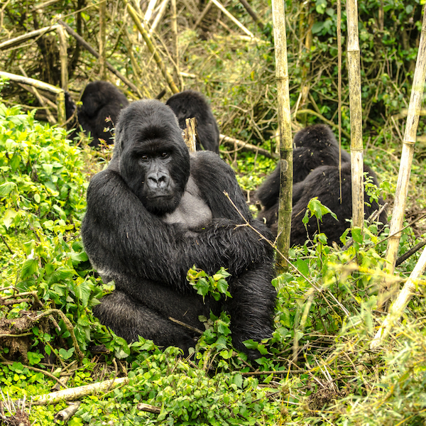 Top 15: Strongest Animals in the World — Wildlife Nomads
