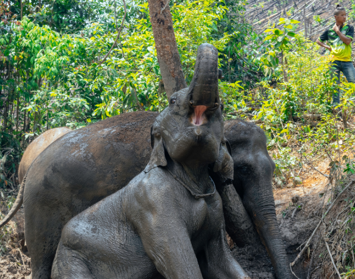 Asian Elephants: 12 Facts You Should Know — Wildlife Nomads