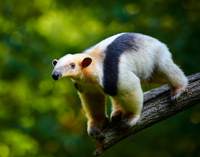 12 Iconic Animals in Colombia You Need to Know — Wildlife Nomads