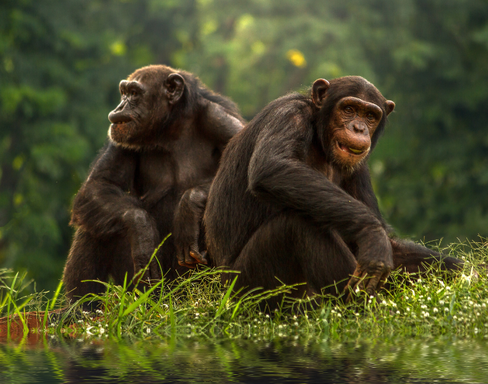 Top 12 Smartest Animals: Most Intelligent Creatures on Earth — Wildlife ...