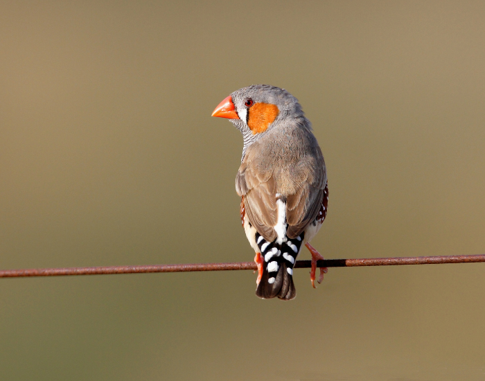 A Comprehensive Guide to Finches Birds: Species and Identification ...