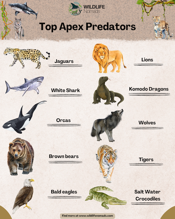 Apex Predators: How They Shape and Protect Ecosystems — Wildlife Nomads