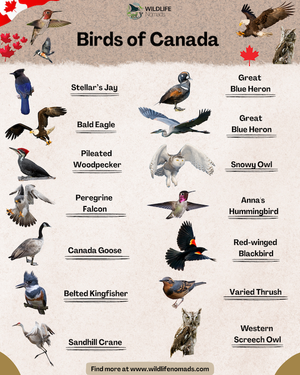 Top 12 Must-See Birds of Canada for Nature Enthusiasts — Wildlife Nomads