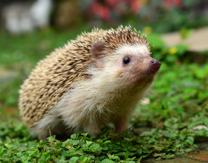12 Amazing Nocturnal Animals: Night Creatures — Wildlife Nomads