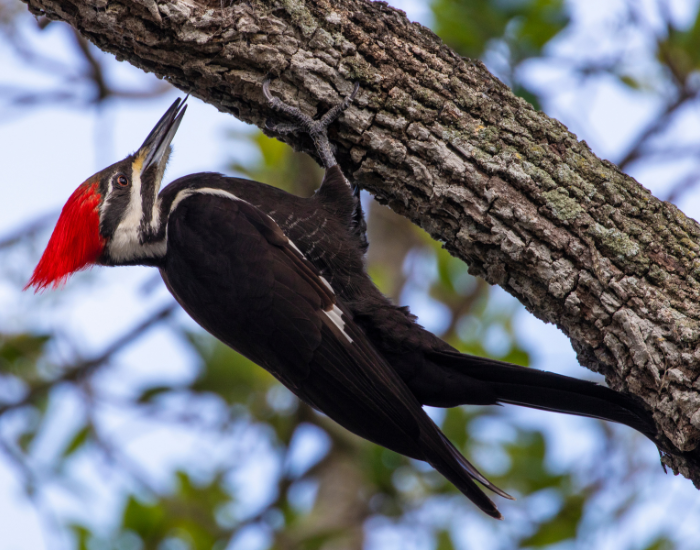 Birds of British Columbia: Birdwatching guide for BC — Wildlife Nomads