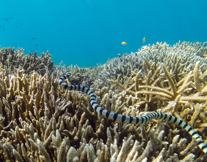 10 Surprising Facts About Sea Snakes — Wildlife Nomads