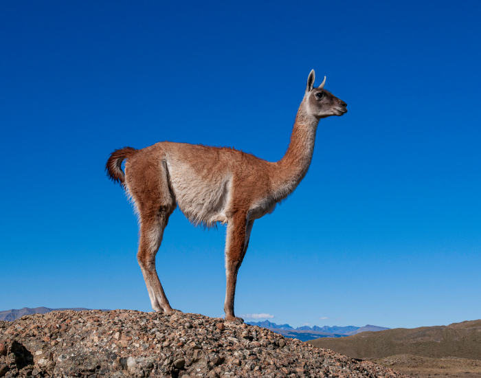 Iconic Animals in Argentina | Native Wildlife Guide — Wildlife Nomads
