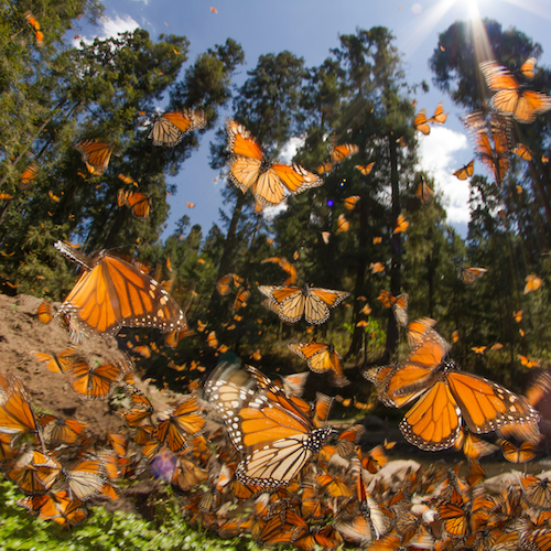 Animals From Mexico | Unique Wildlife — Wildlife Nomads