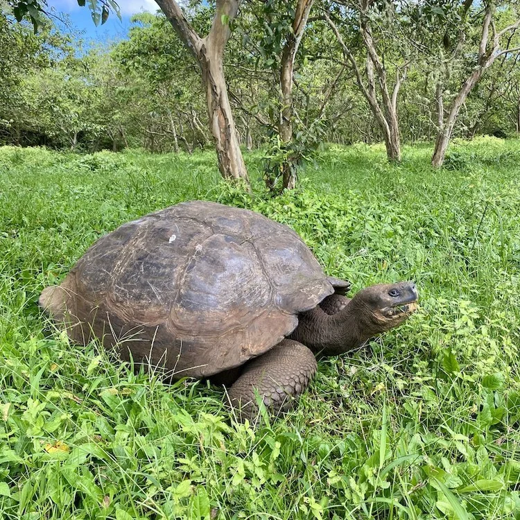 Galapagos Wildlife: Animals of the Galapagos Islands — Wildlife Nomads