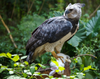 12 Unique Animals of Peru You Need to know — Wildlife Nomads