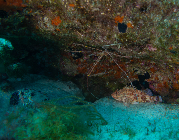 Sea Spiders: 10 Fascinating Facts and More — Wildlife Nomads