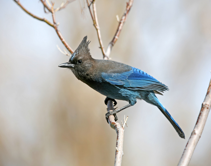Birds of British Columbia: Birdwatching guide for BC — Wildlife Nomads