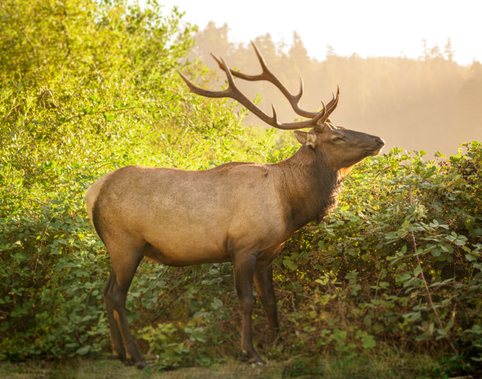Animals of California: Iconic Wildlife & Where to See Them — Wildlife ...