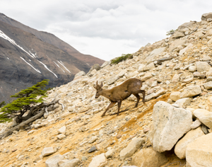 Iconic Animals in Argentina | Native Wildlife Guide — Wildlife Nomads