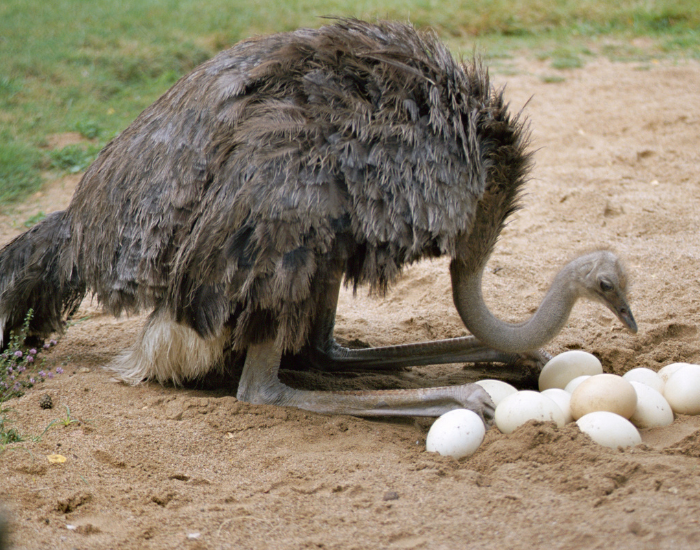 Meta Title: 12 Fascinating Ostrich Facts You Need to Know — Wildlife Nomads