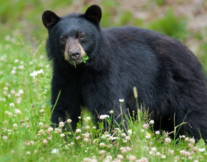 Animals of the United States: 10 Iconic Species — Wildlife Nomads