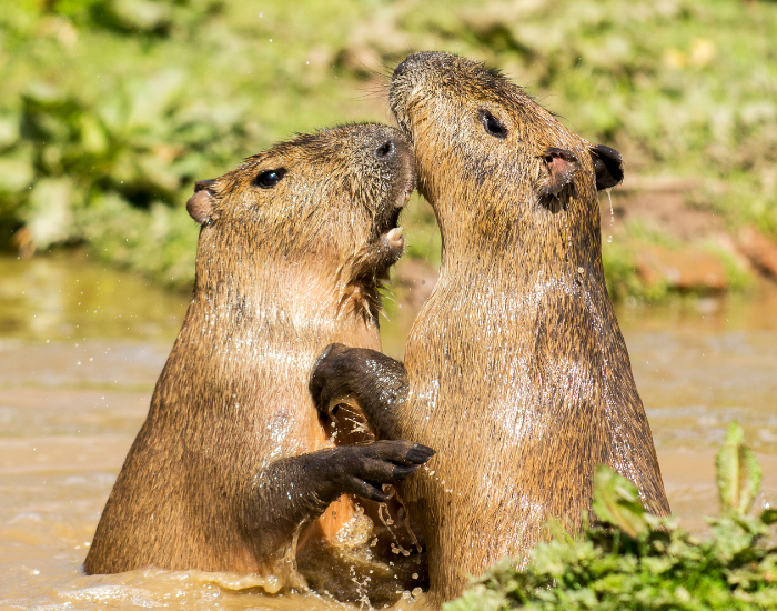 Are Capybaras Rodents? 10 Facts About Capybaras — Wildlife Nomads