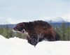 Wolverines: 12 Wild Facts About Mammal — Wildlife Nomads