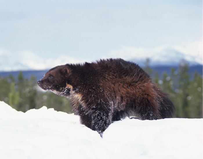 Wolverines: 12 Wild Facts About Mammal — Wildlife Nomads