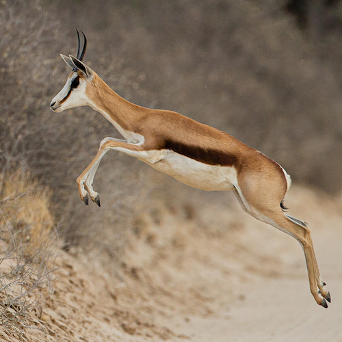 Top 10 Fastest Animals on Land — Wildlife Nomads