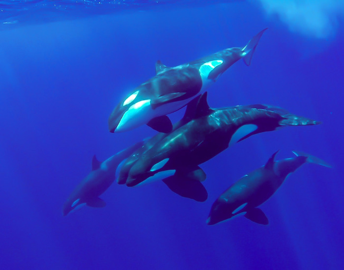 Best Places to See Killer Whales in the Wild: Top 12 — Wildlife Nomads