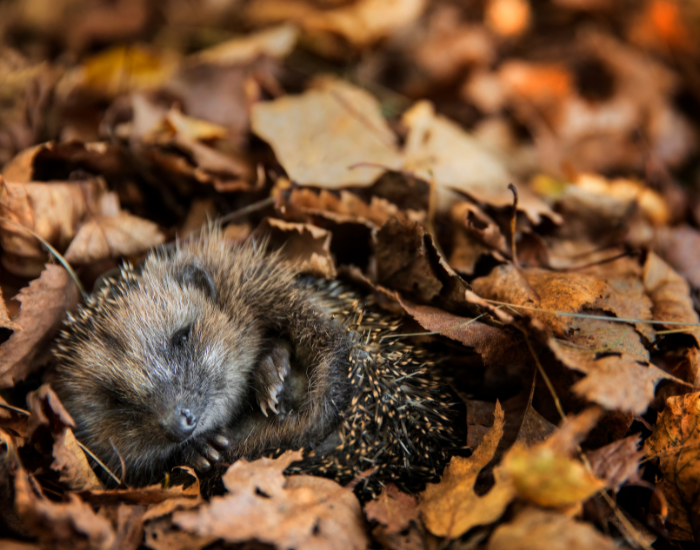 10 Animal Hibernators | What Is Hibernation? — Wildlife Nomads
